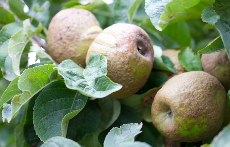 Victorian Apple Harvest at Audley End | English Heritage