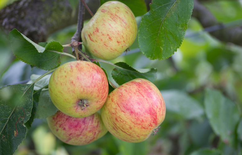 Victorian Apple Harvest at Audley End | English Heritage