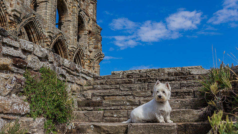 Dog-Friendly Days Out | English Heritage