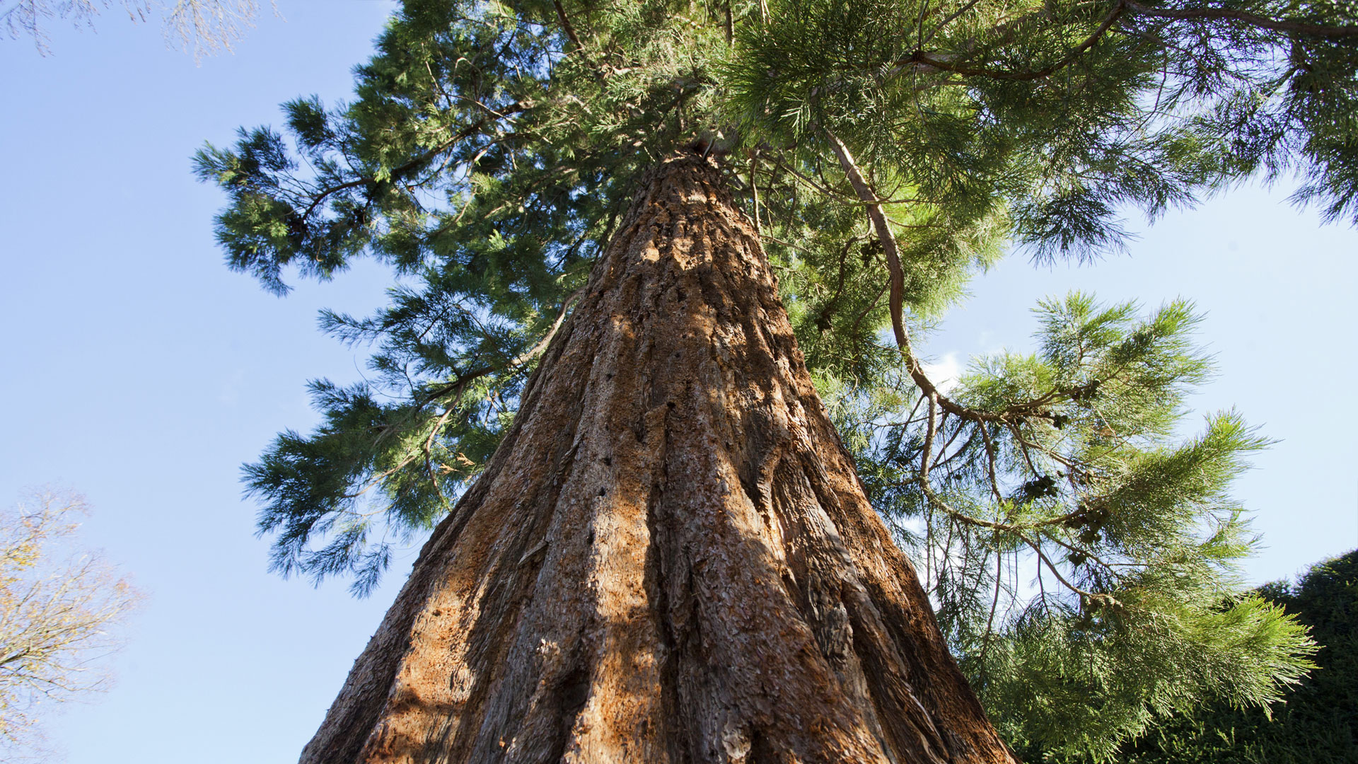 Eleven Iconic Trees | English Heritage