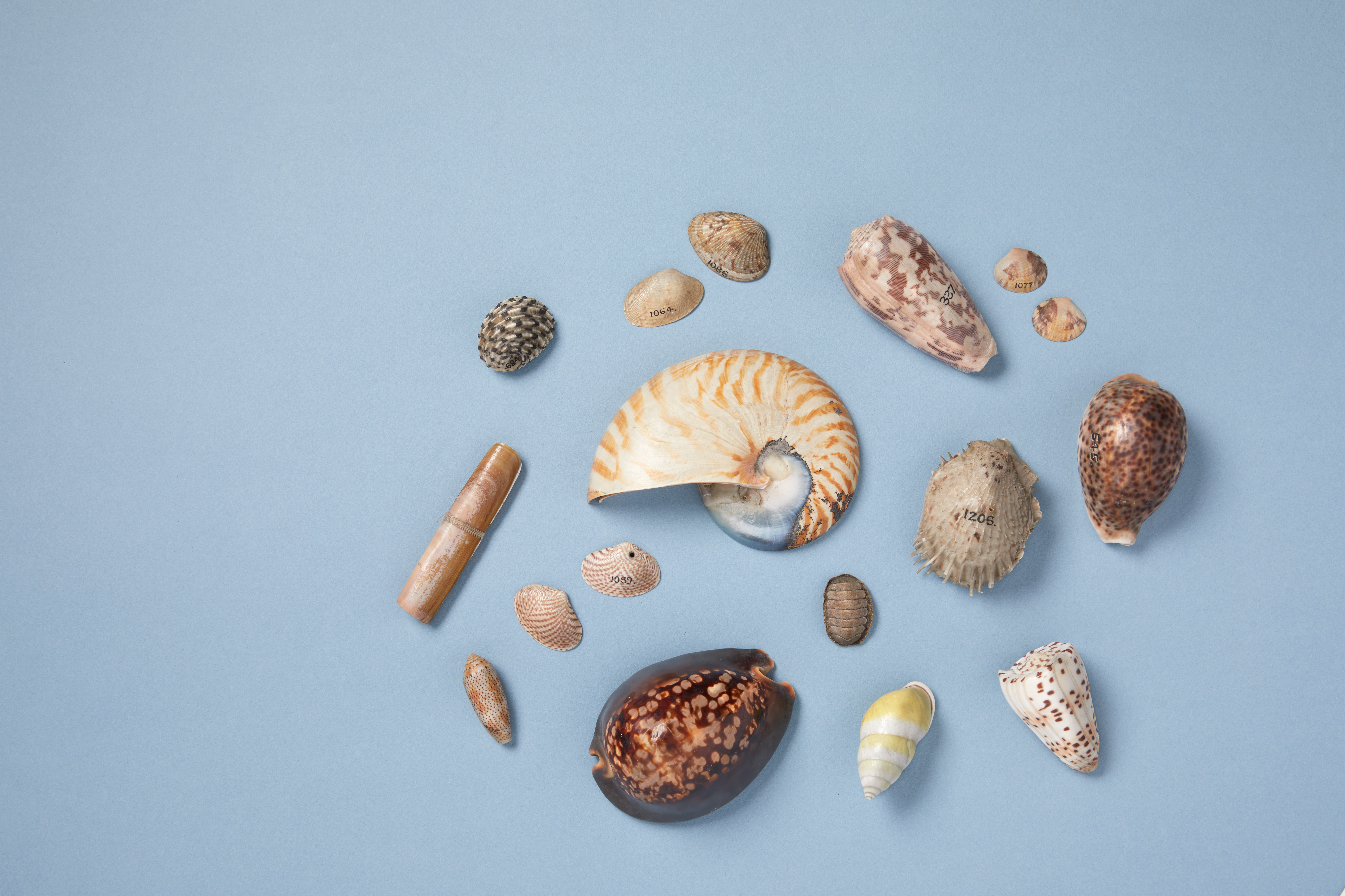 Bridget Atkinson’s Shells | English Heritage