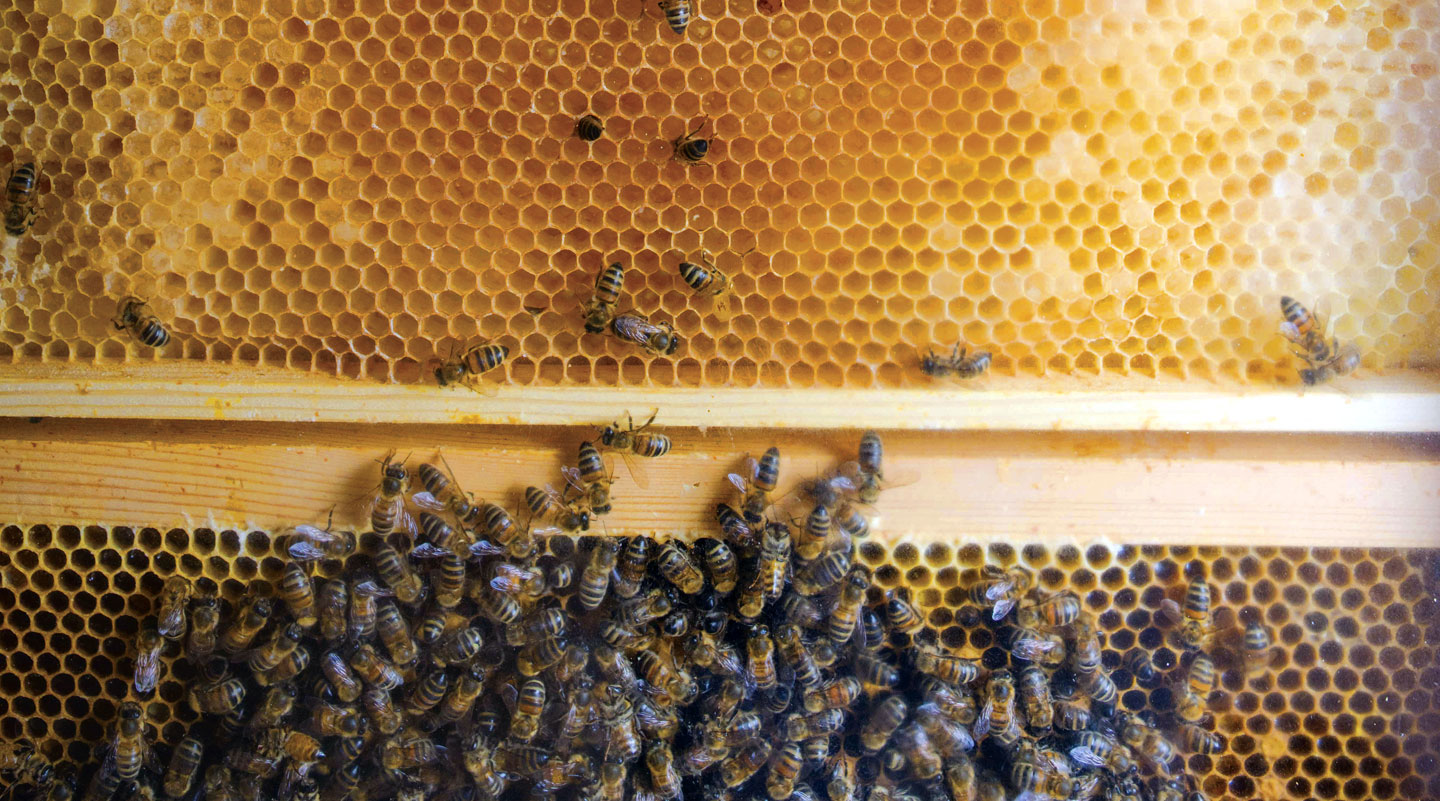 Home of Charles Darwin (Down House) Things to do | English Heritage